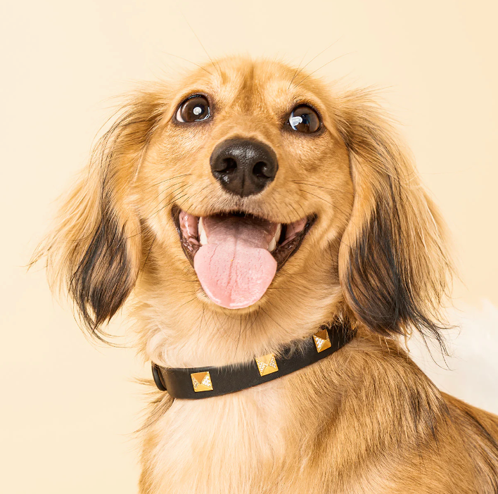 Premium Pet Supplies for Your Furry Friends – Fuzzy Mellow